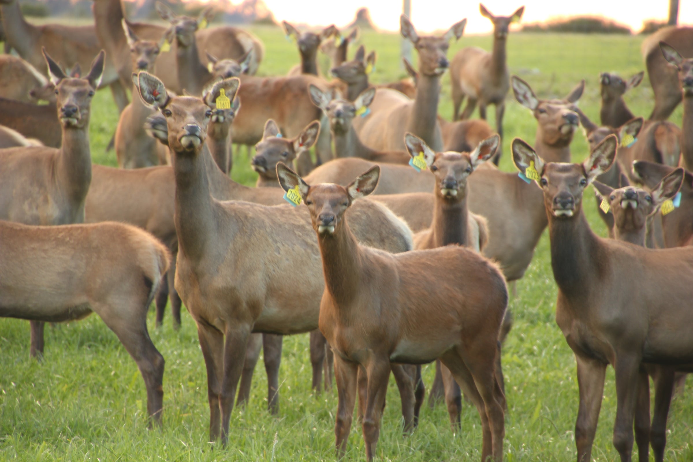 DoeZ Sleep Support Supplements - A Natural Sleep Aid